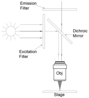 Fluorescence Microscopy: Illuminating Samples